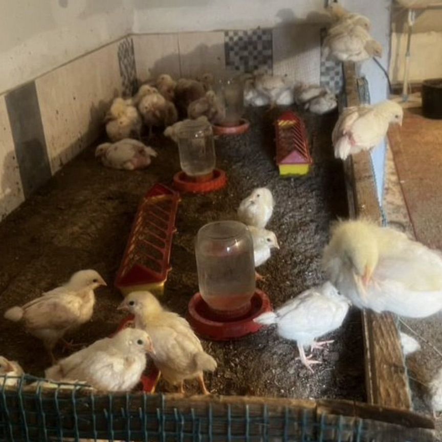 Цыплята бройлеры суточные