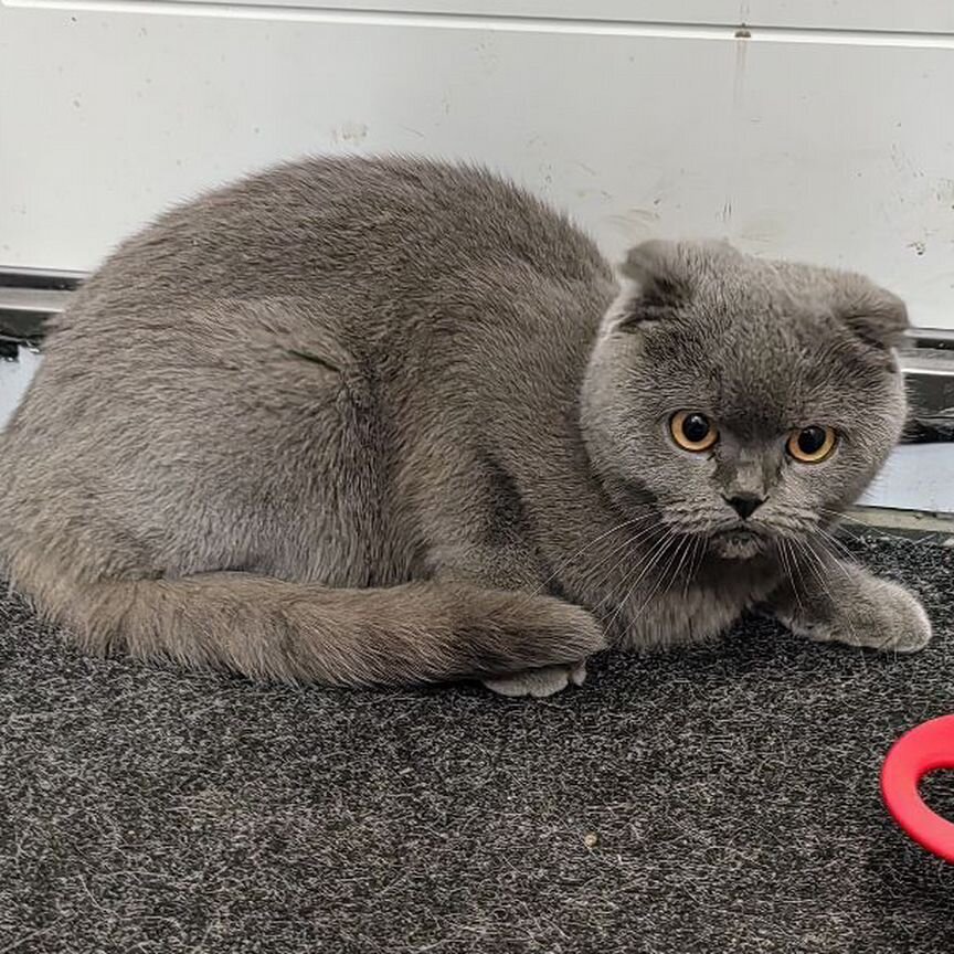 Шотландская вислоухая короткошёрстная, взрослая кошка