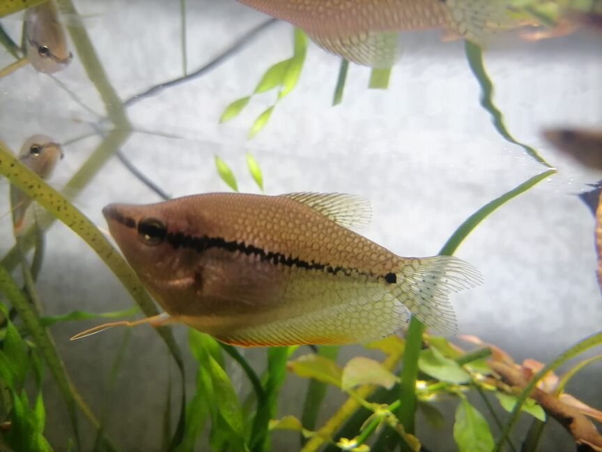 Пара жемчужных гурами