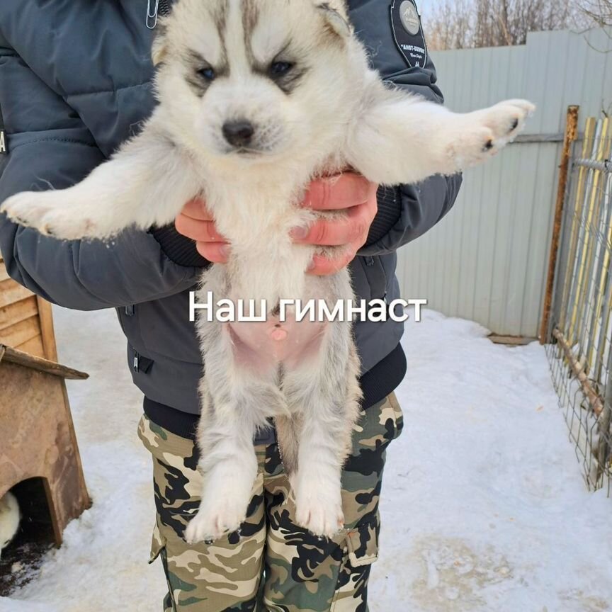 Собаки