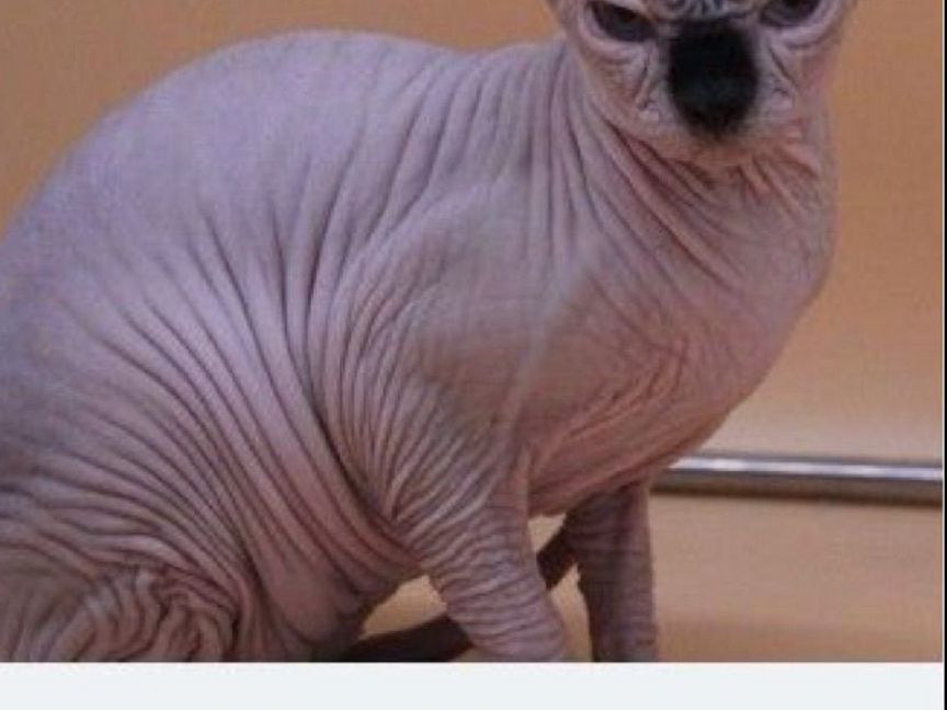 Канадский сфинкс