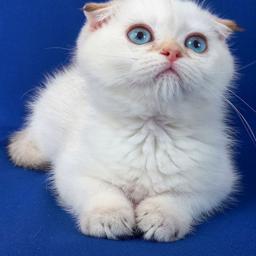 Шотландская вислоухая золотая шиншилла