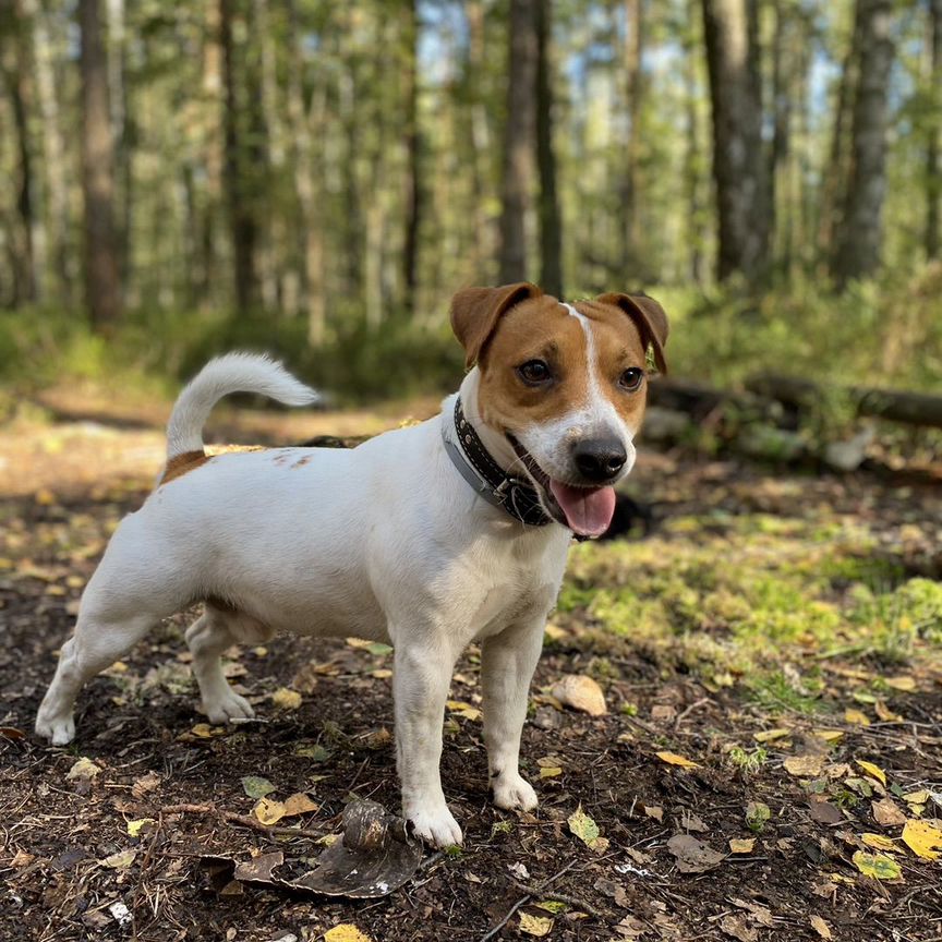 Джек-Рассел-Терьер. Вязка