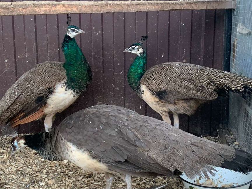 Павлины мальчики