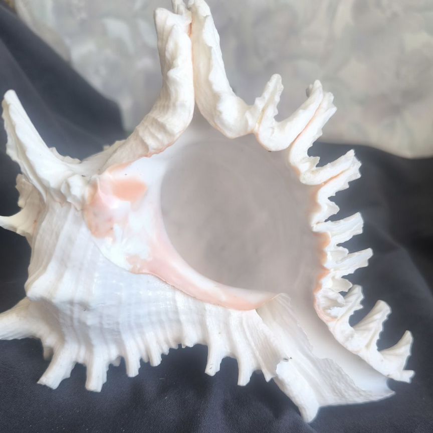 Ракушка океаническая