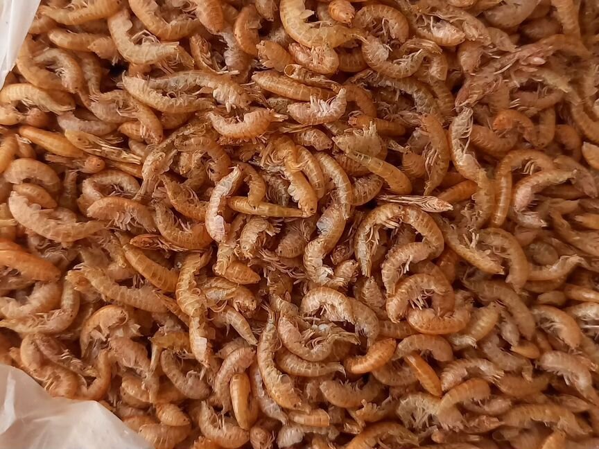 Сушенный гаммарус без посредников