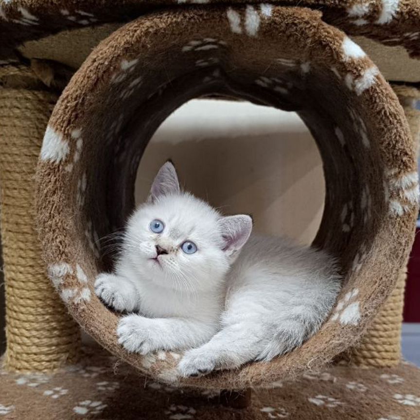 Шотландский прямоухий короткошёрстный котёнок