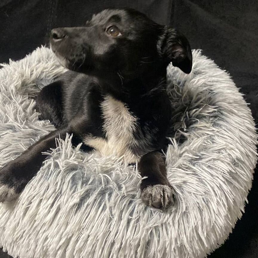 Щенок милая малышка