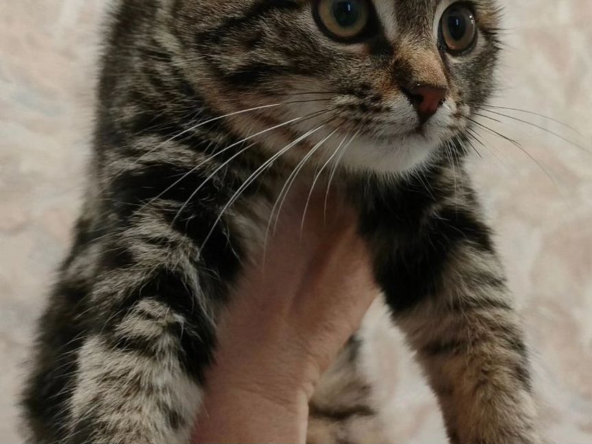 Красивые котята выживают в полисаднике
