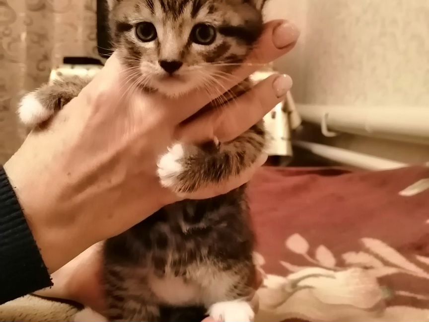 Котята ищут добрые руки