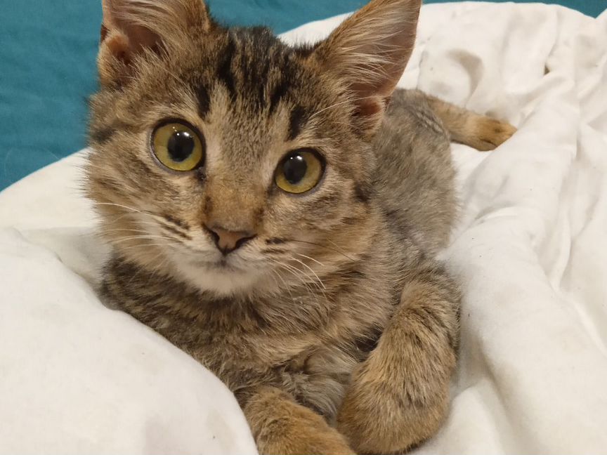 Кошка Масяня ищет дом