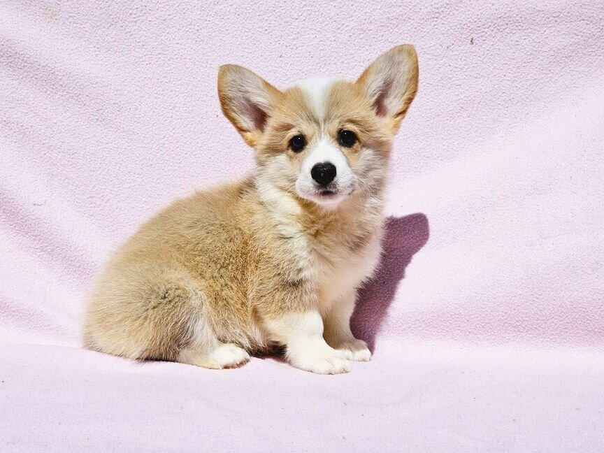 Вельш корги пемброк