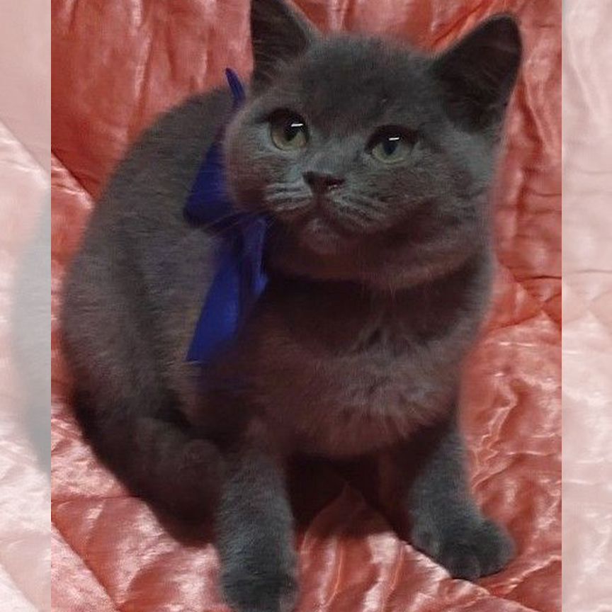 Британский короткошёрстный котёнок