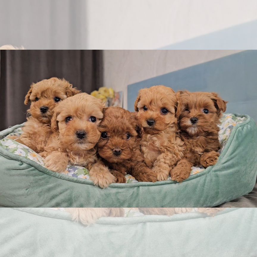 Мальтипу, щенок