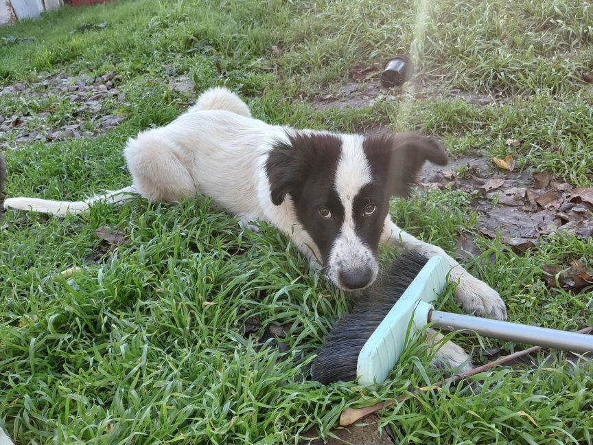 Овчарка+дворняжка