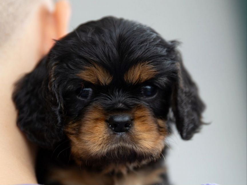 Щенки кавалеров черно-подпалые и рубин