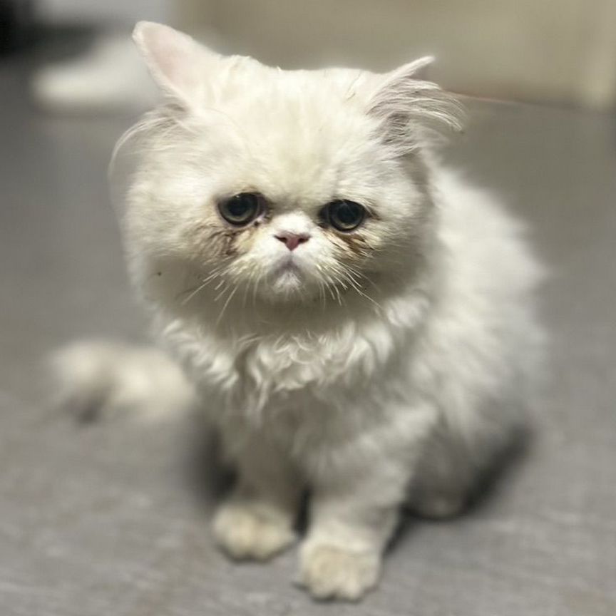 Нашлась кошка