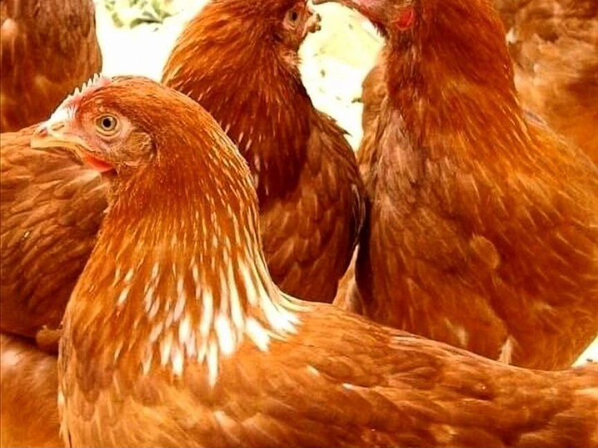 Куры - несушки