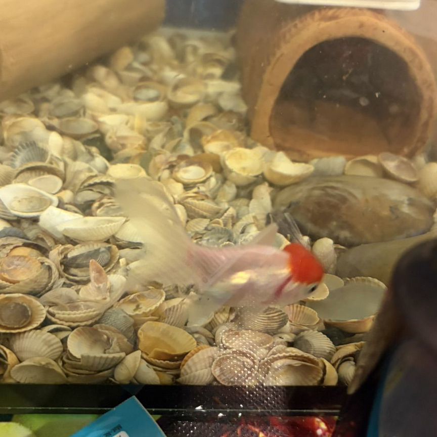 Золотые рыбки