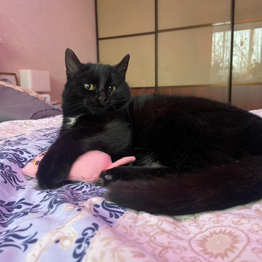 Кот ищет дом