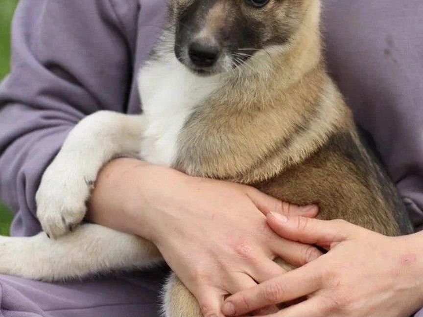 Щенок девочка в добрые руки