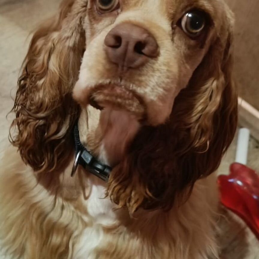 Американский кокер спаниель