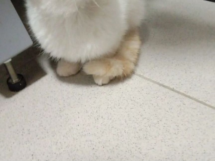 Котик ищет семью