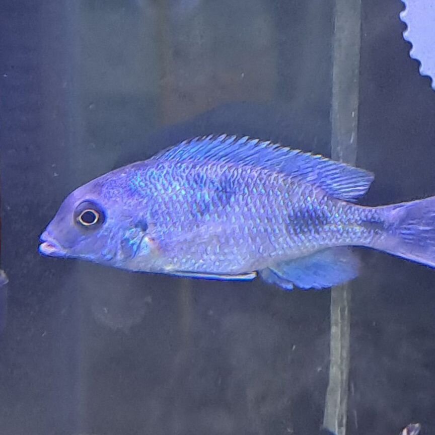 Аквариумные рыбки цихлиды