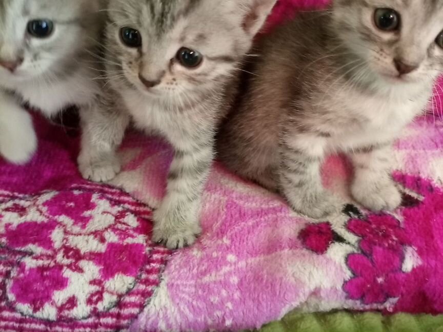 Котята в добрые руки