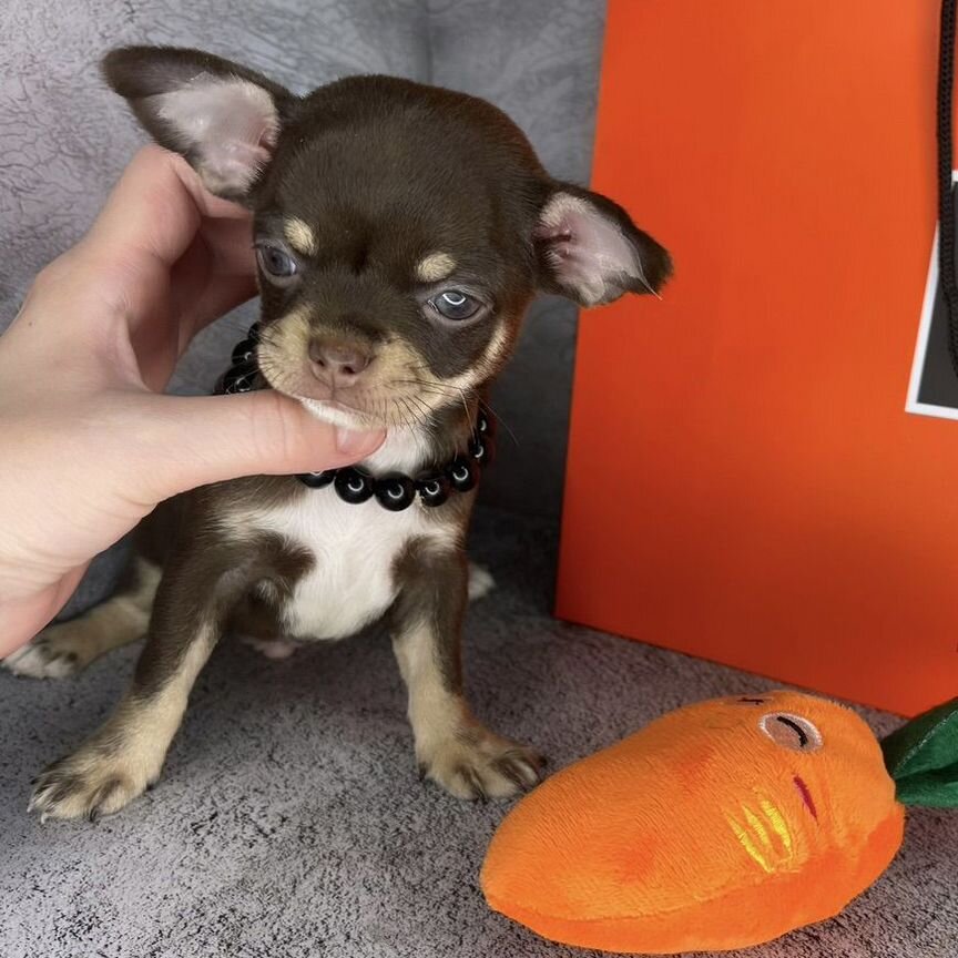 Мини мальчик