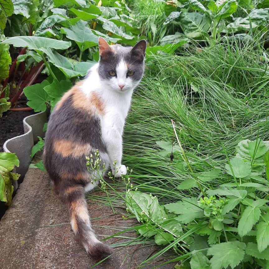 Кошка трехлапка