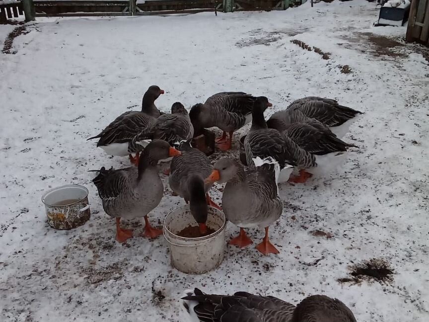 Гуси на мясо