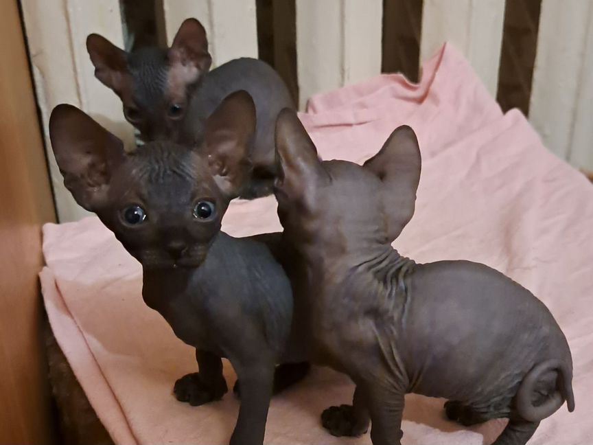 Канадский сфинкс