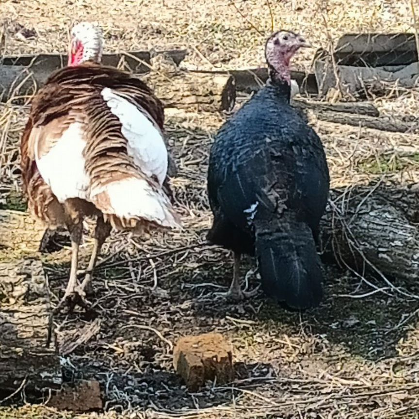 Индюки домашние на племя