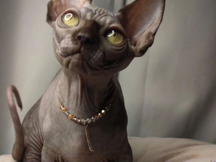 Канадский сфинкс бамбино котята