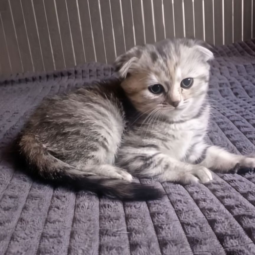 Шотландский вислоухий длинношёрстный котёнок