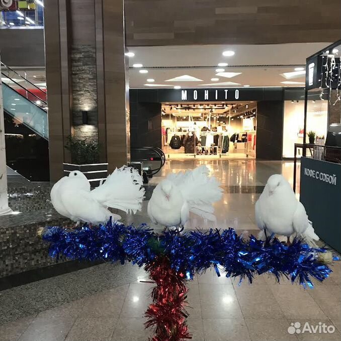 Голуби-Павлины (Индийские )