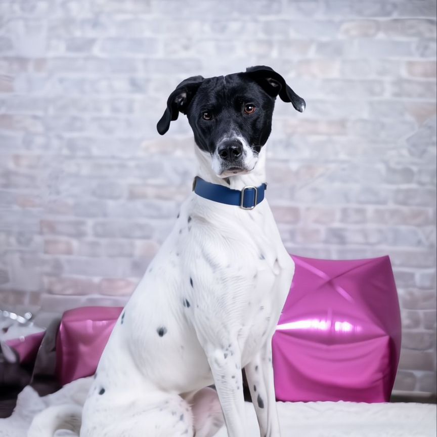 Взрослый пёс в добрые руки