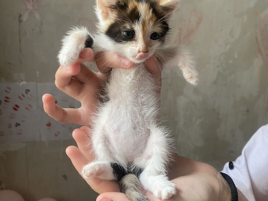 Котенок