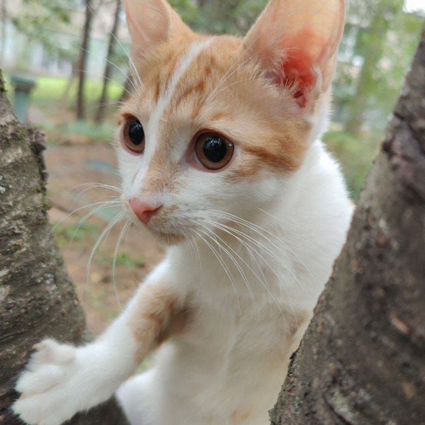 Котик в дар