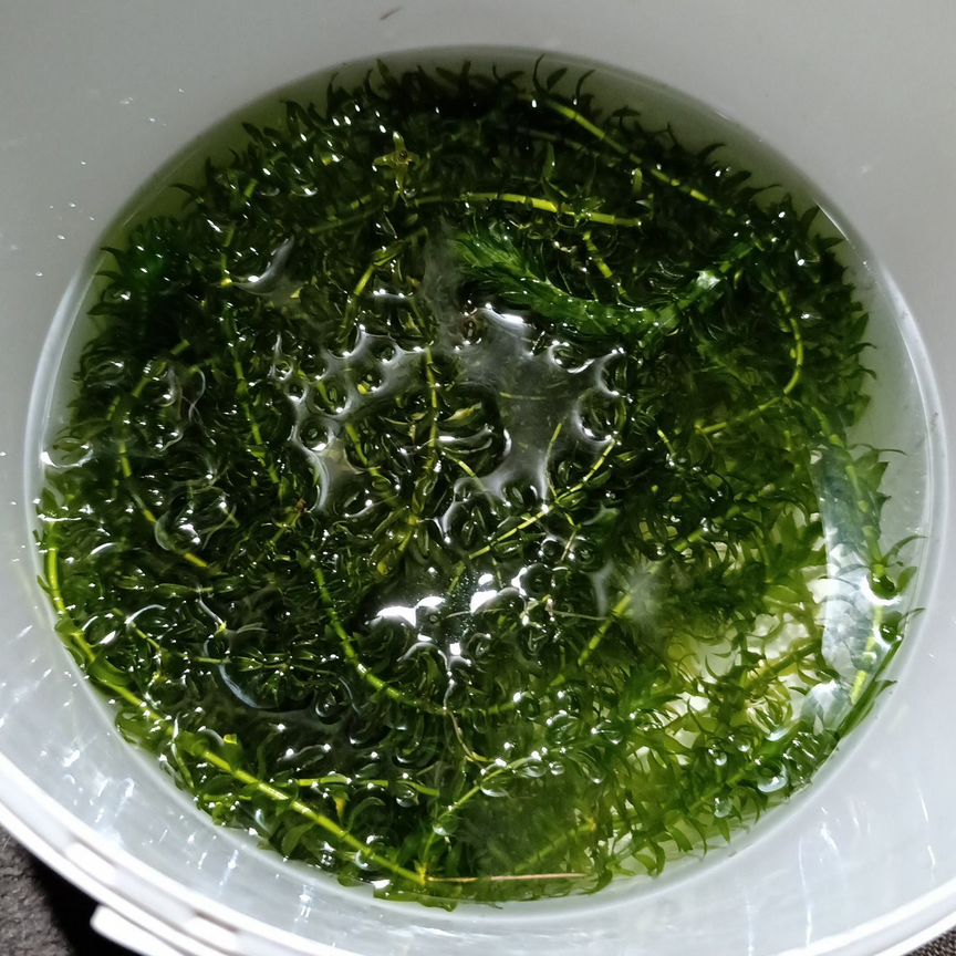 Аквариумные растения