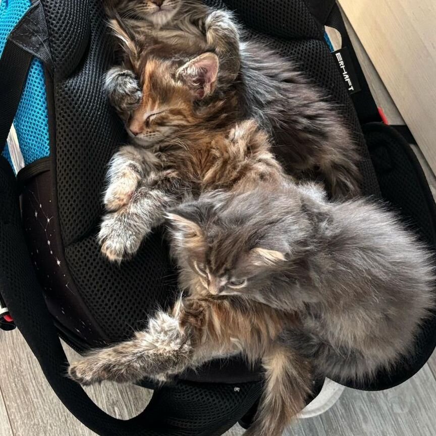 Котята мейн-кун