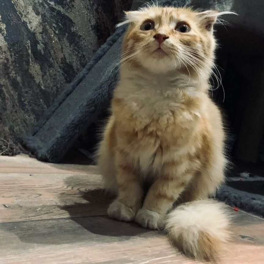 Котёнок