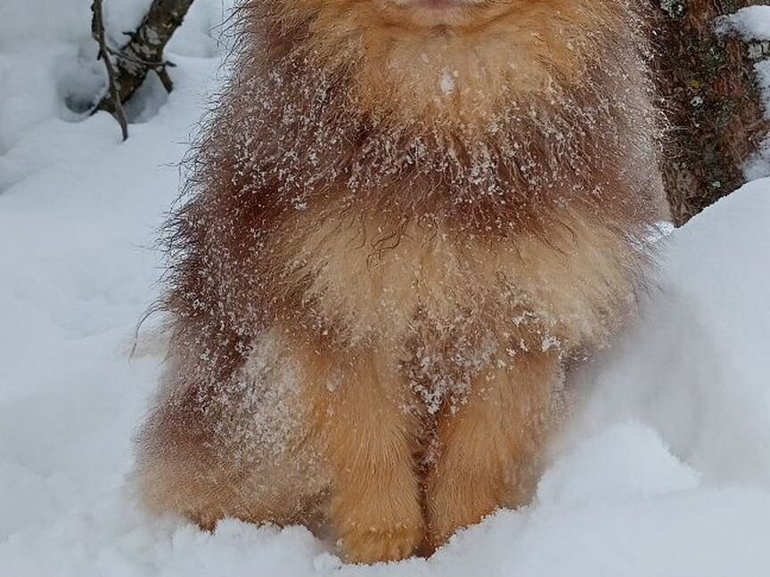 Мальчик померанчик
