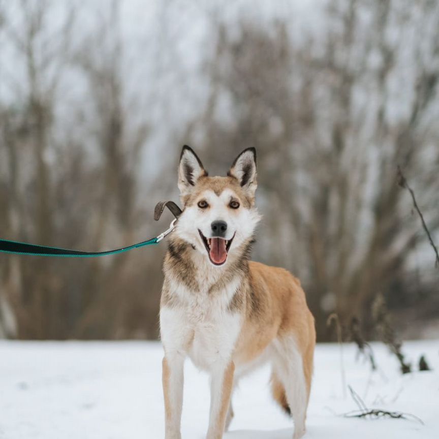 Отдам бэллу в добрые руки