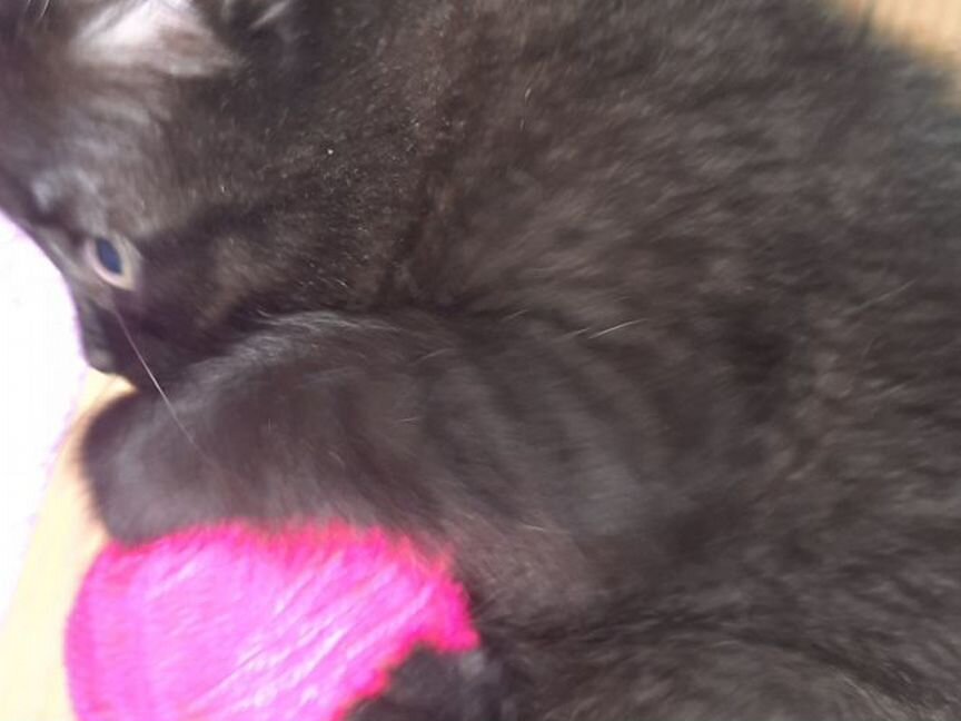 Котенок Чёрная пантера