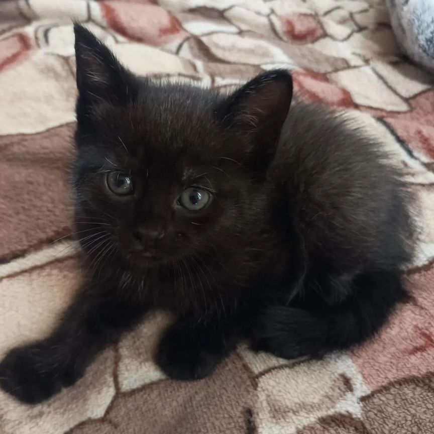 Турецкая ангора котёнок