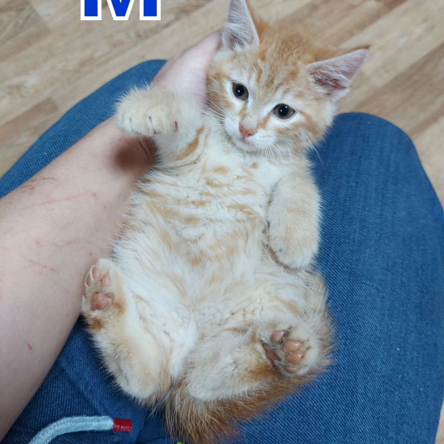 Отдам котят с приюта