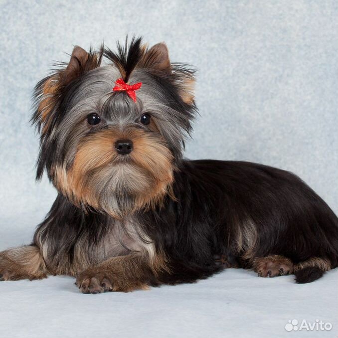 Чудесный мальчик йорка