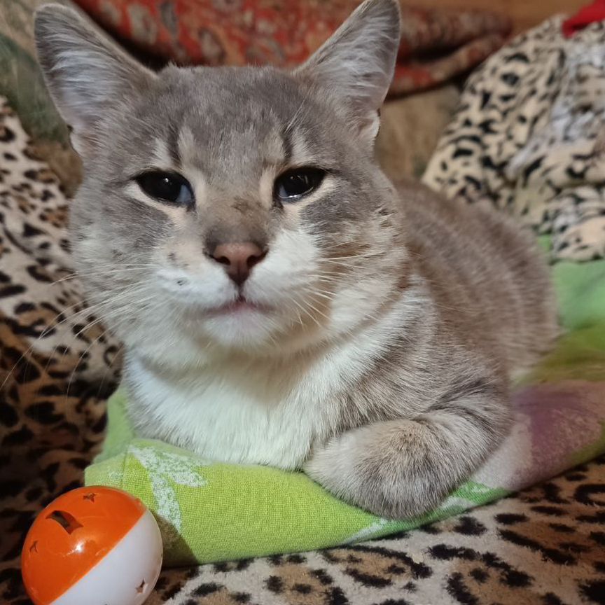 Взрослый кот в добрые руки